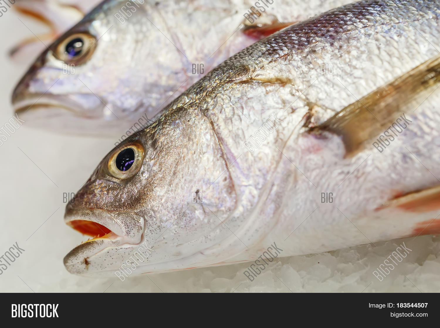 Fresh Meagre On Ice Image & Photo (Free Trial) | Bigstock