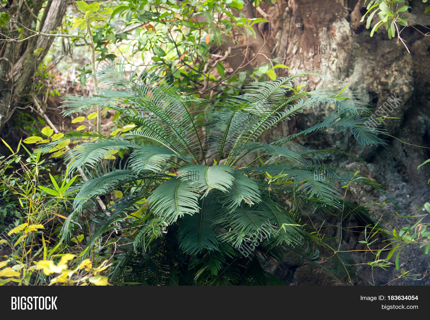 Cycads Palmlike Plant Image & Photo (Free Trial) | Bigstock