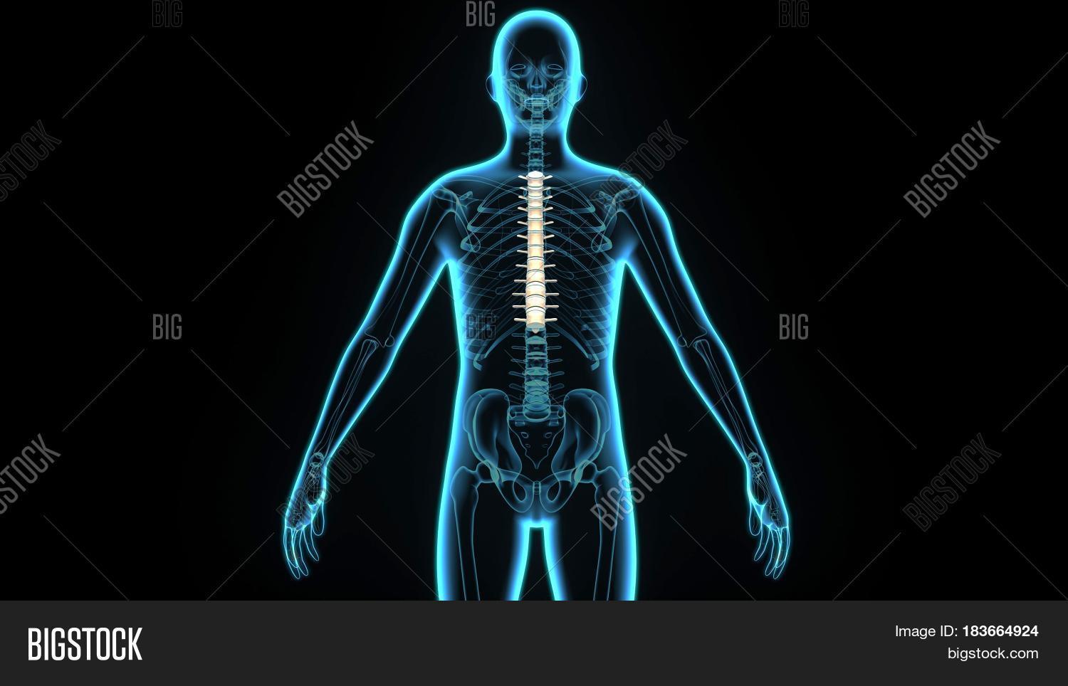 3d Illustrarion Human Image & Photo (Free Trial) | Bigstock