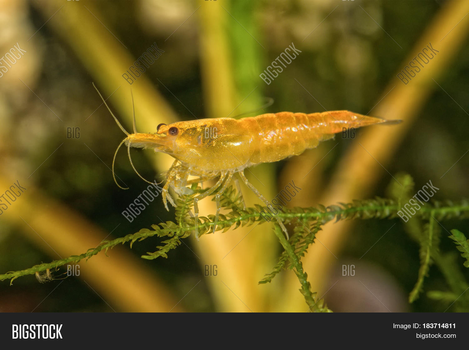 Red Freshwater Shrimp Image & Photo (Free Trial) | Bigstock