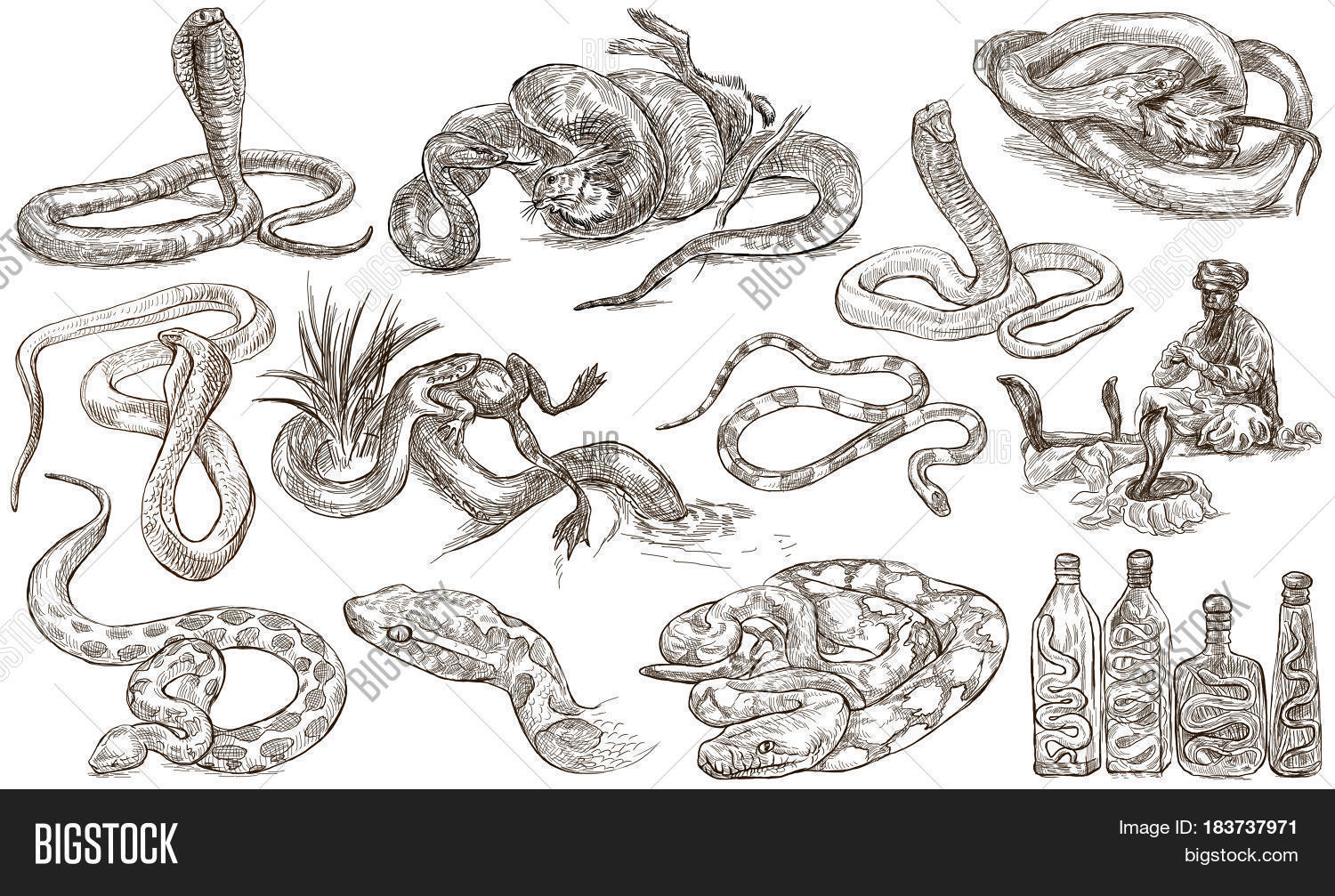 Animals - SNAKES - Image & Photo (Free Trial) | Bigstock