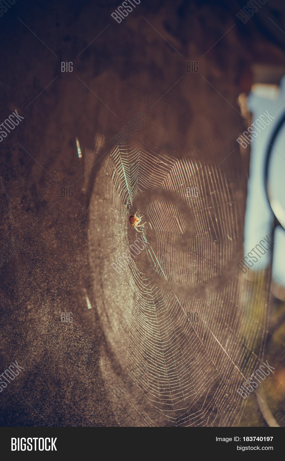 Close- Shot Spider Web Image & Photo (Free Trial) | Bigstock