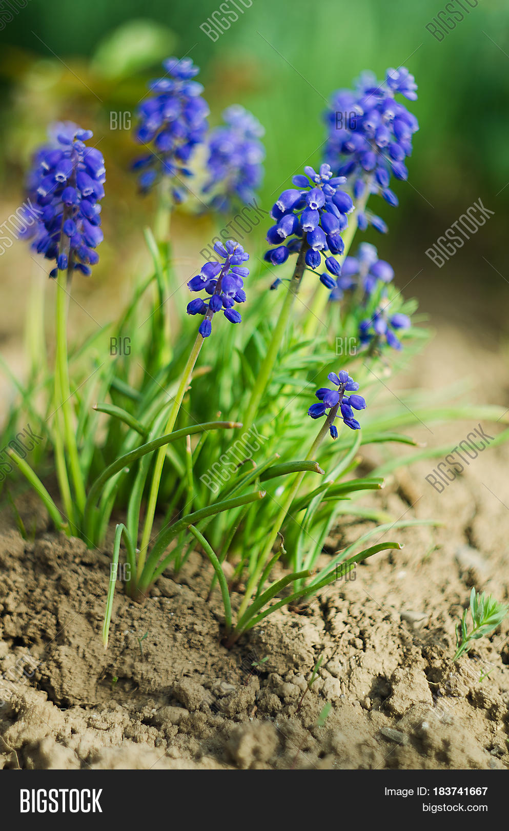 Small Blue Flowers Image & Photo (Free Trial) | Bigstock