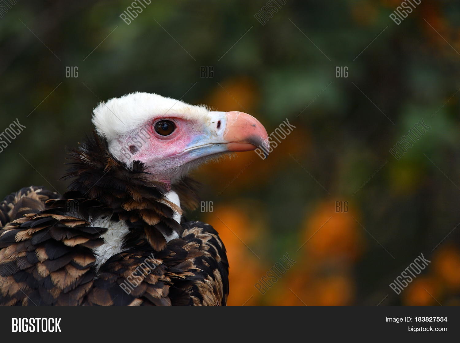 Whiteheaded Vulture Image & Photo (Free Trial) | Bigstock