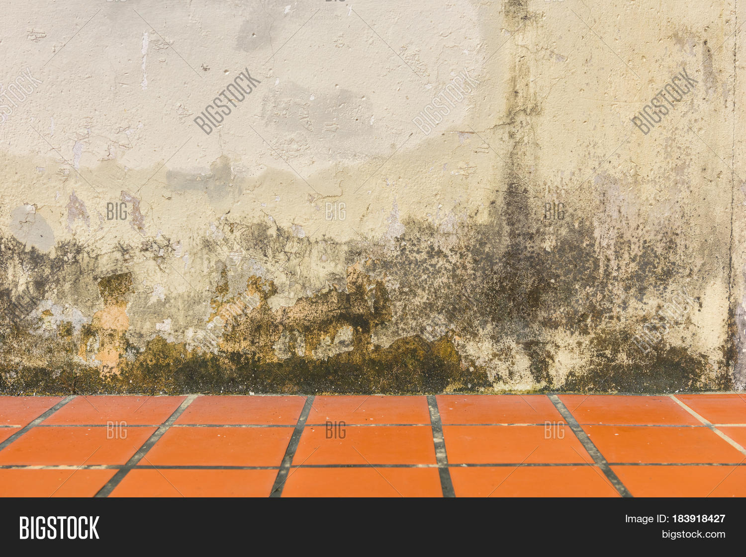 Close Top Mildewed Image & Photo (Free Trial) | Bigstock