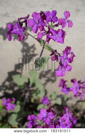 Flowering Lunaria Image & Photo (Free Trial) | Bigstock