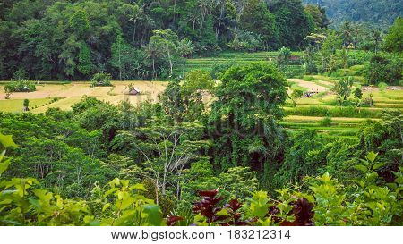 Rice Tarraces Some Image & Photo (Free Trial) | Bigstock