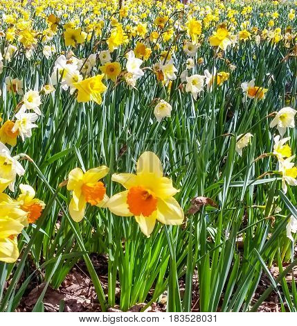 Many Yellow Jonquils Image & Photo (Free Trial) | Bigstock