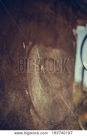 Close- Shot Spider Web Image & Photo (Free Trial) | Bigstock