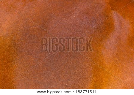 High Detail Horse Skin Image & Photo (Free Trial) | Bigstock