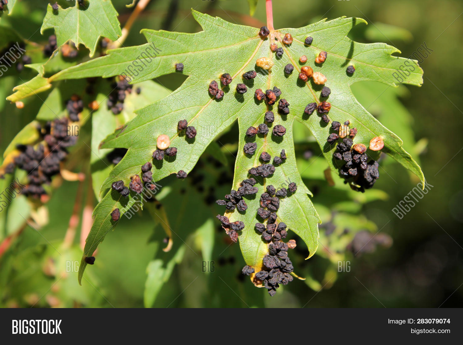 Black Galls Caused By Image & Photo (Free Trial) | Bigstock