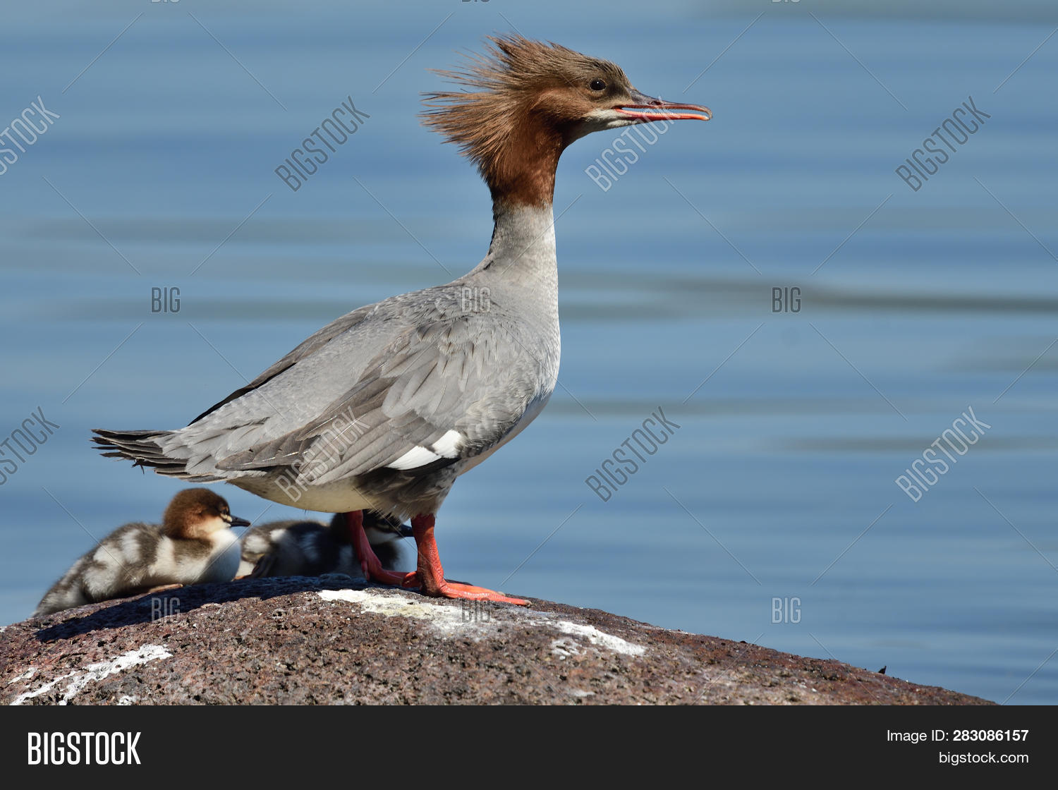 Portrait Common Image & Photo (Free Trial) | Bigstock
