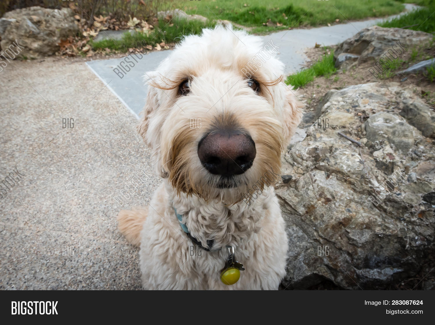 Freindly, Inquisitive Image & Photo (Free Trial) | Bigstock