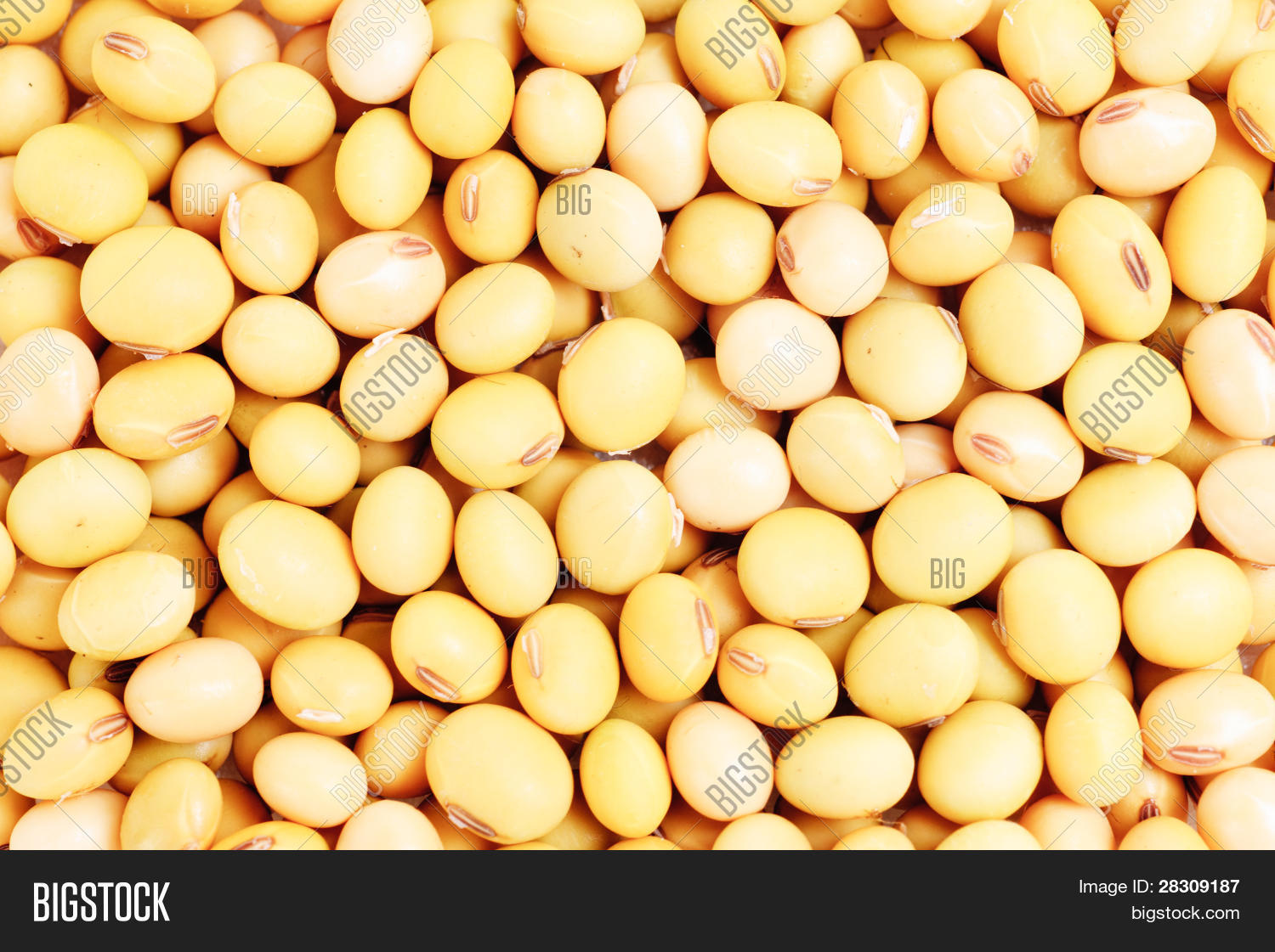 Macro Shot Soybeans Image & Photo (Free Trial) | Bigstock