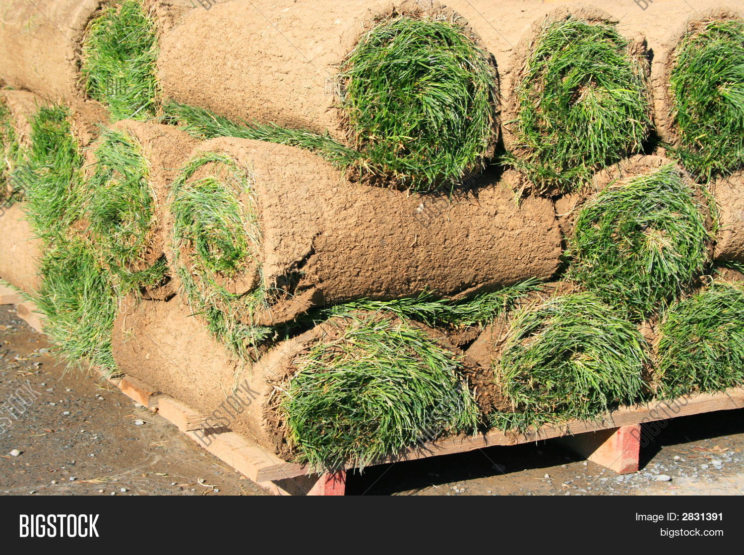 Rolls Sod Image & Photo (Free Trial) | Bigstock