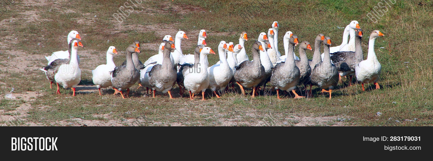 Geese Walking On Field Image & Photo (Free Trial) | Bigstock