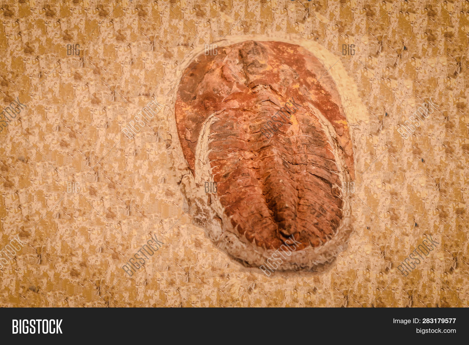 Fossil Trilobite Image & Photo (Free Trial) | Bigstock