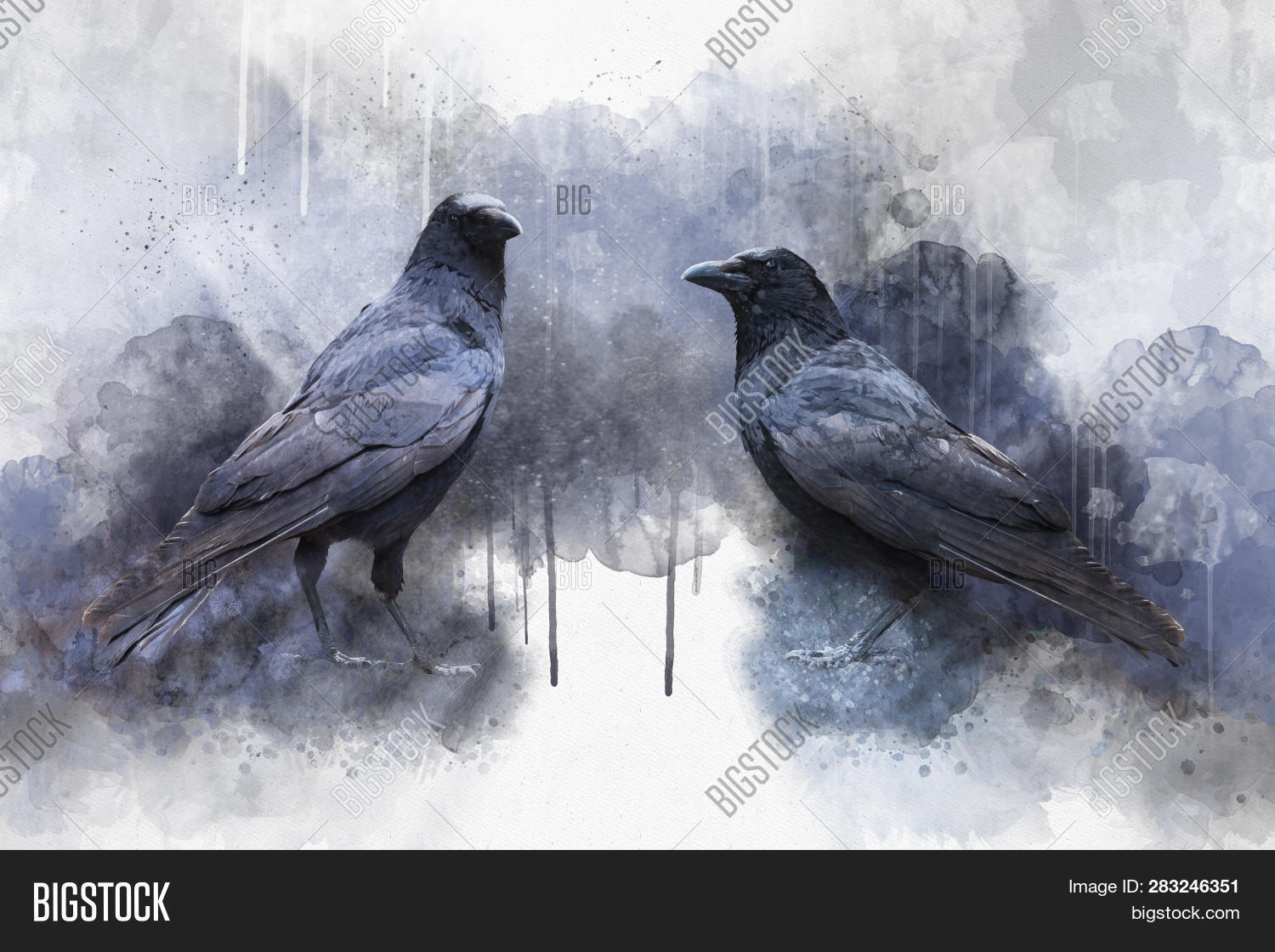 Portrait Two Crow Image & Photo (Free Trial) | Bigstock