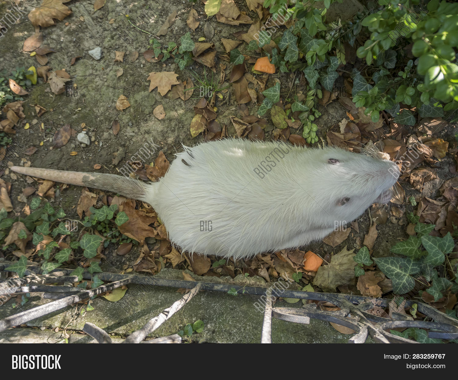 White Nutria Eating Image & Photo (Free Trial) | Bigstock