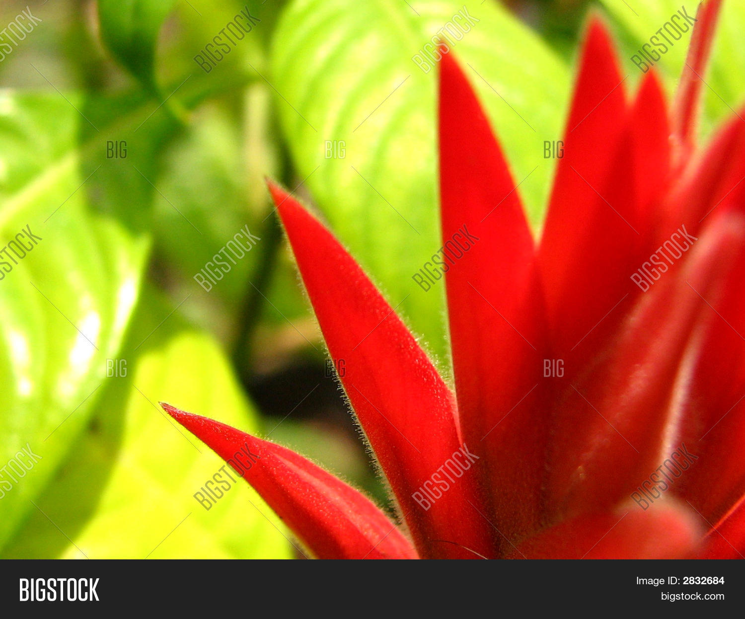 Red Exotic Flower Image & Photo (Free Trial) | Bigstock