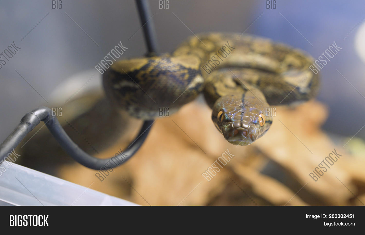 Reticulated Python Image & Photo (Free Trial) | Bigstock