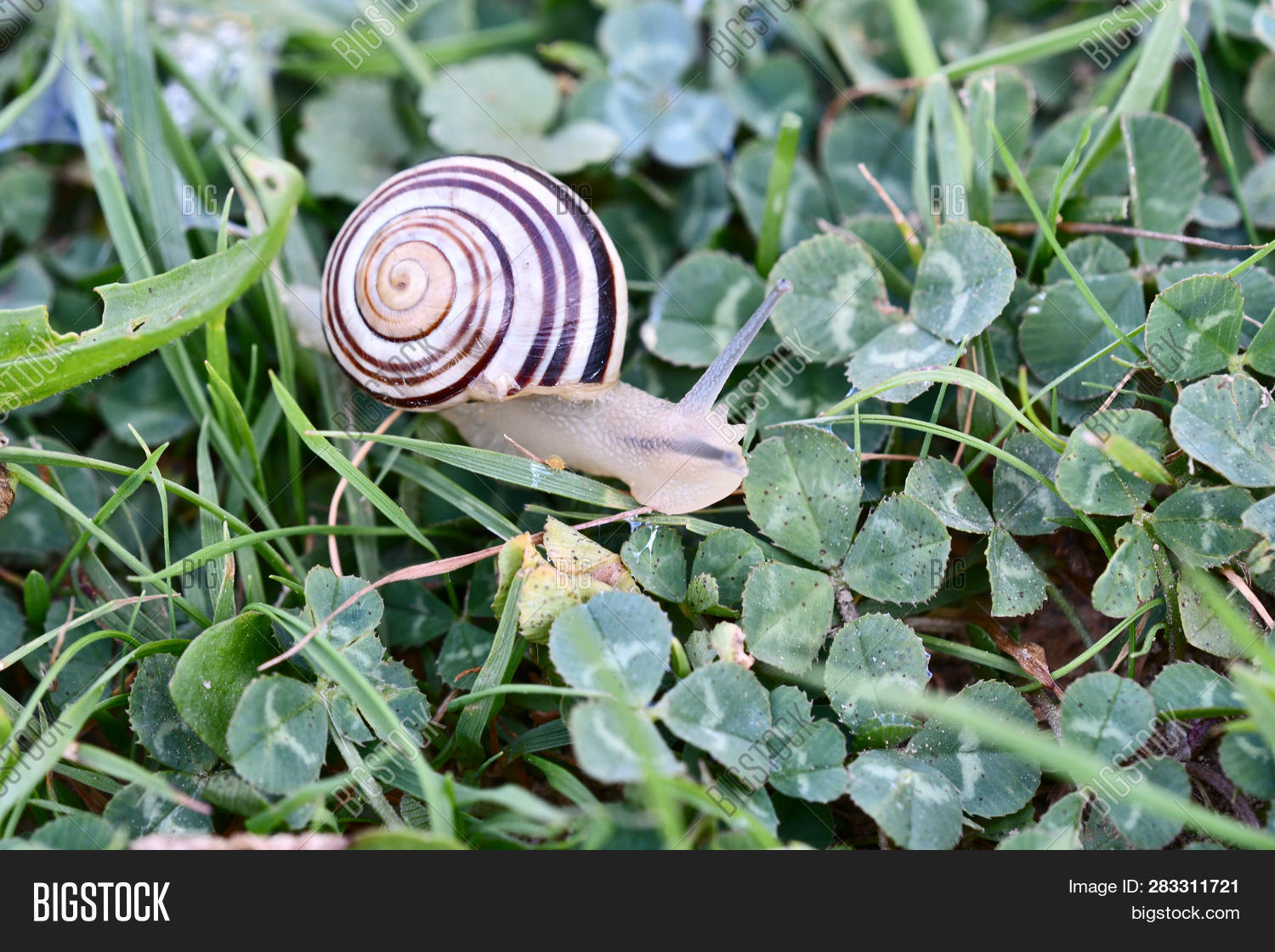 Close Snail On Grass Image & Photo (Free Trial) | Bigstock