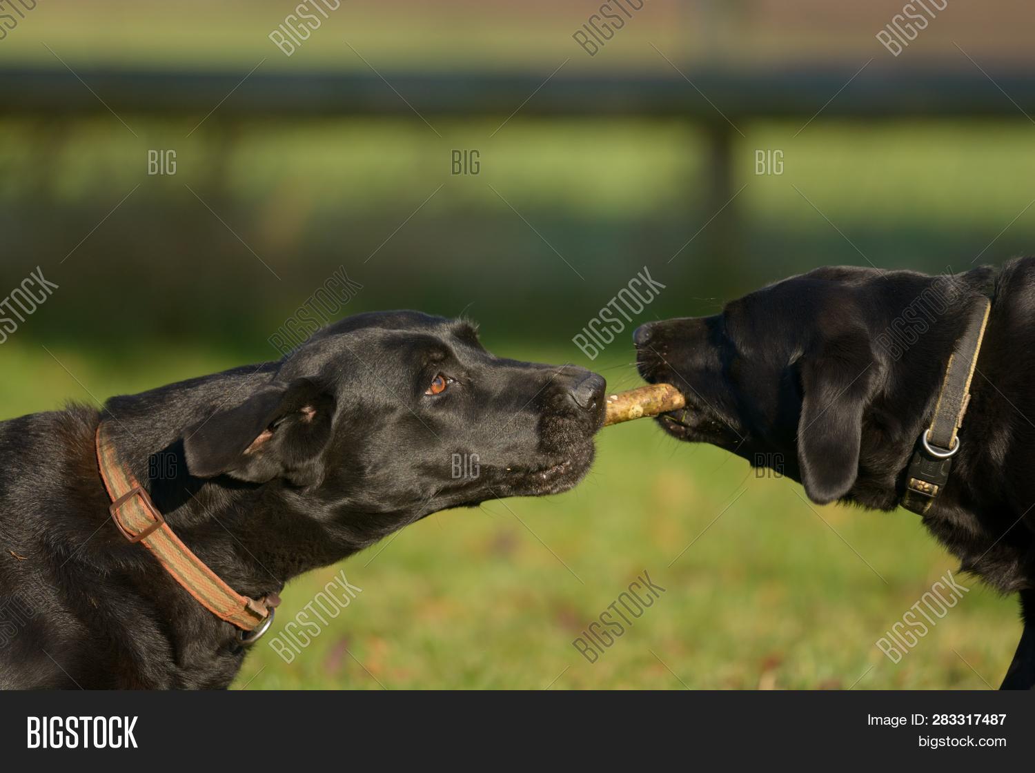 Two Black Labradors Image & Photo (Free Trial) | Bigstock