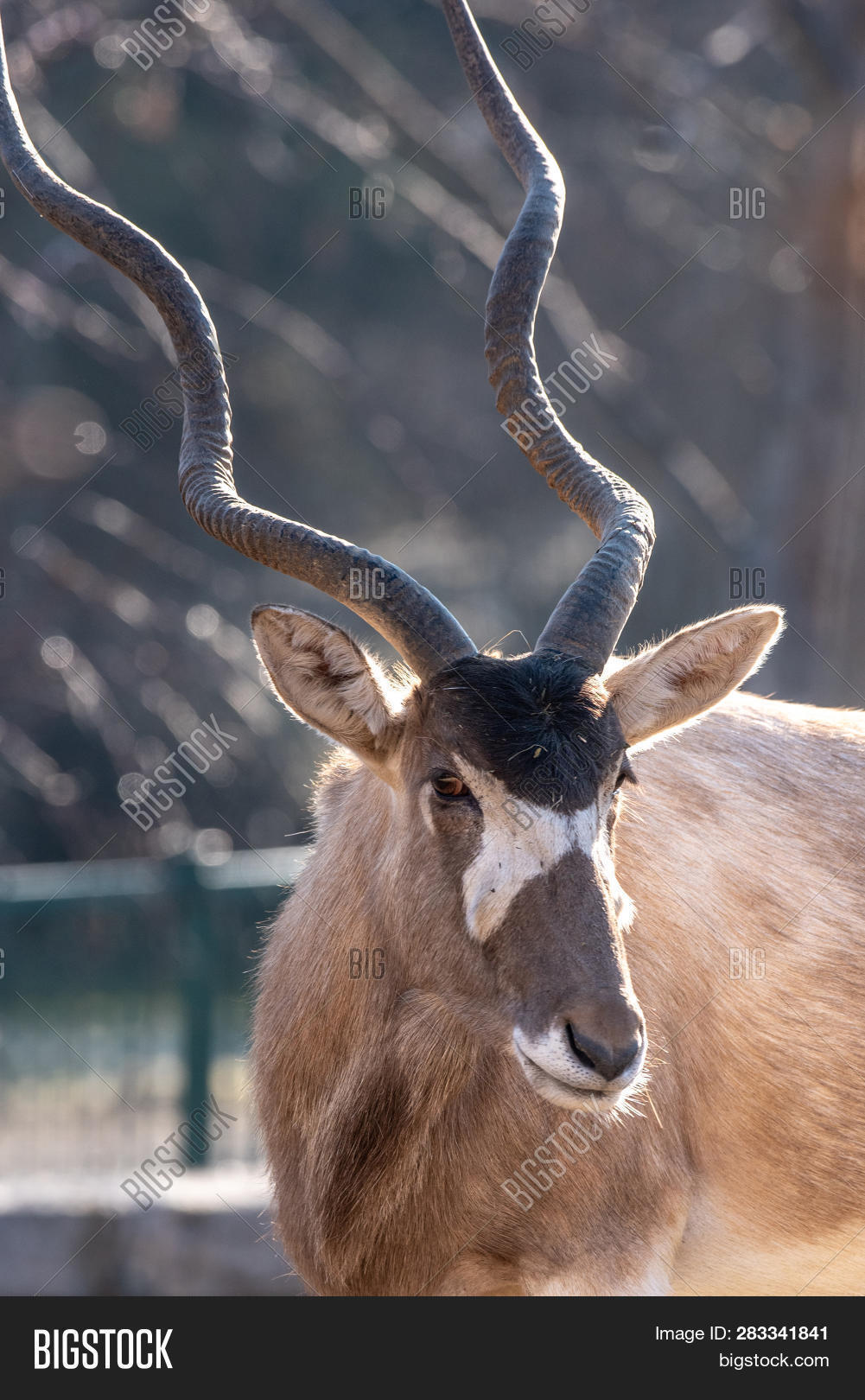 Portrait Addax (addax Image & Photo (Free Trial) | Bigstock