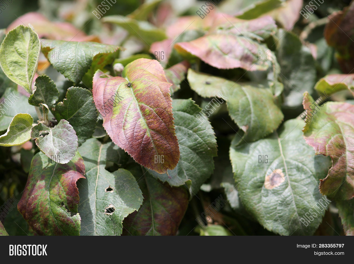 Apple Tree Leaves Image & Photo (Free Trial) | Bigstock