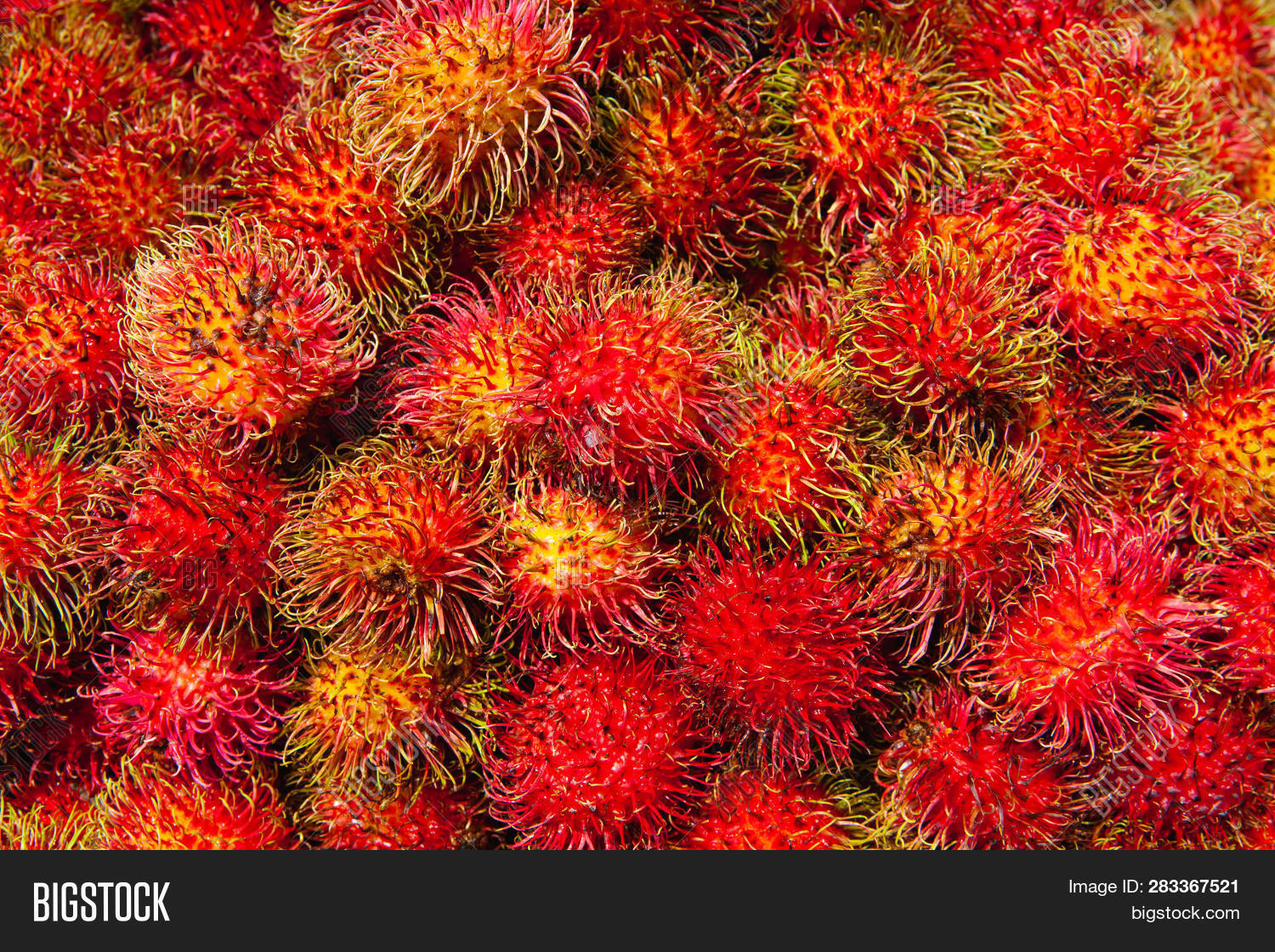 Fresh Rambutan Fruit Image & Photo (Free Trial) | Bigstock