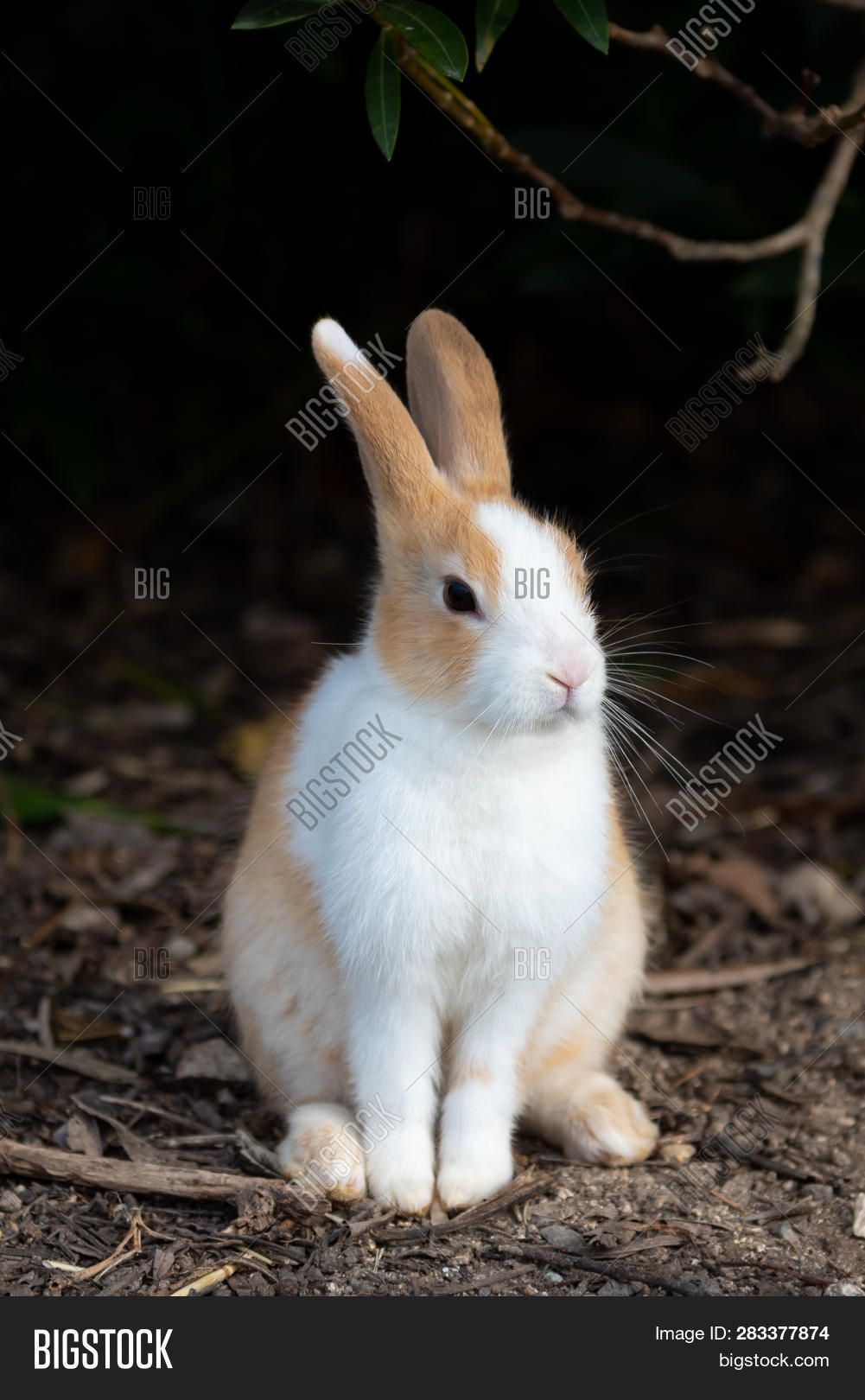 Cute Wild Rabbits On Image & Photo (Free Trial) | Bigstock