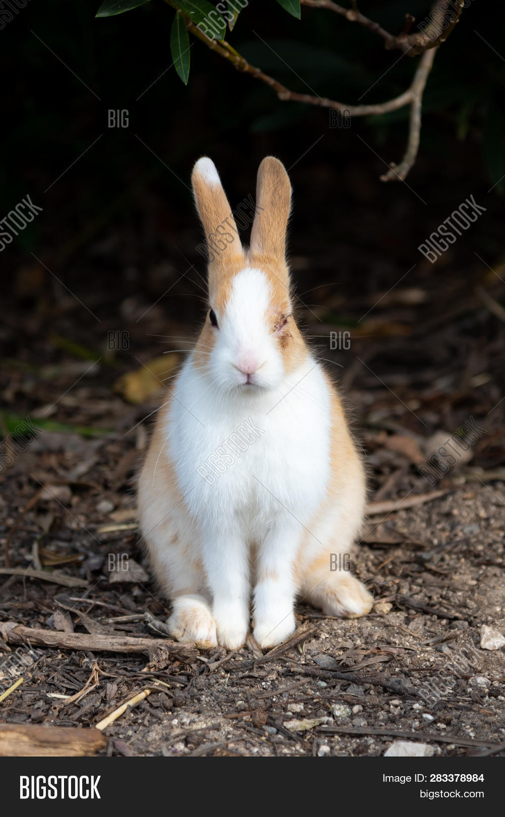 Cute Wild Rabbits On Image & Photo (Free Trial) | Bigstock