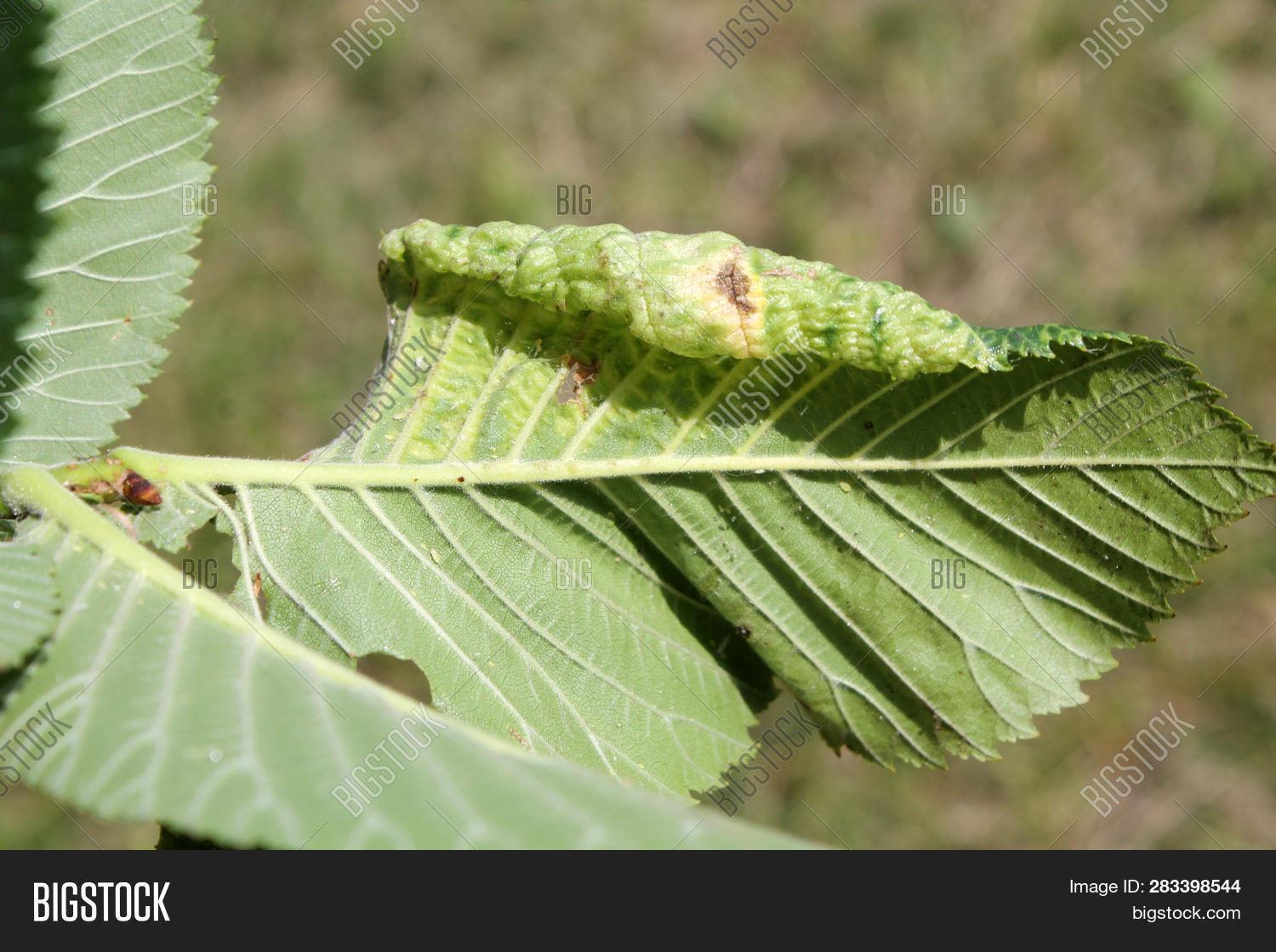 Gall Elm-currant Aphid Image & Photo (Free Trial) | Bigstock