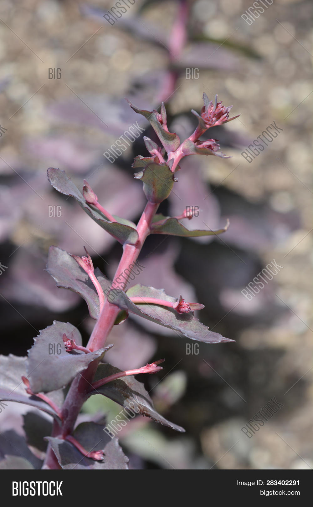 Orpine Purple Emperor Image & Photo (Free Trial) | Bigstock