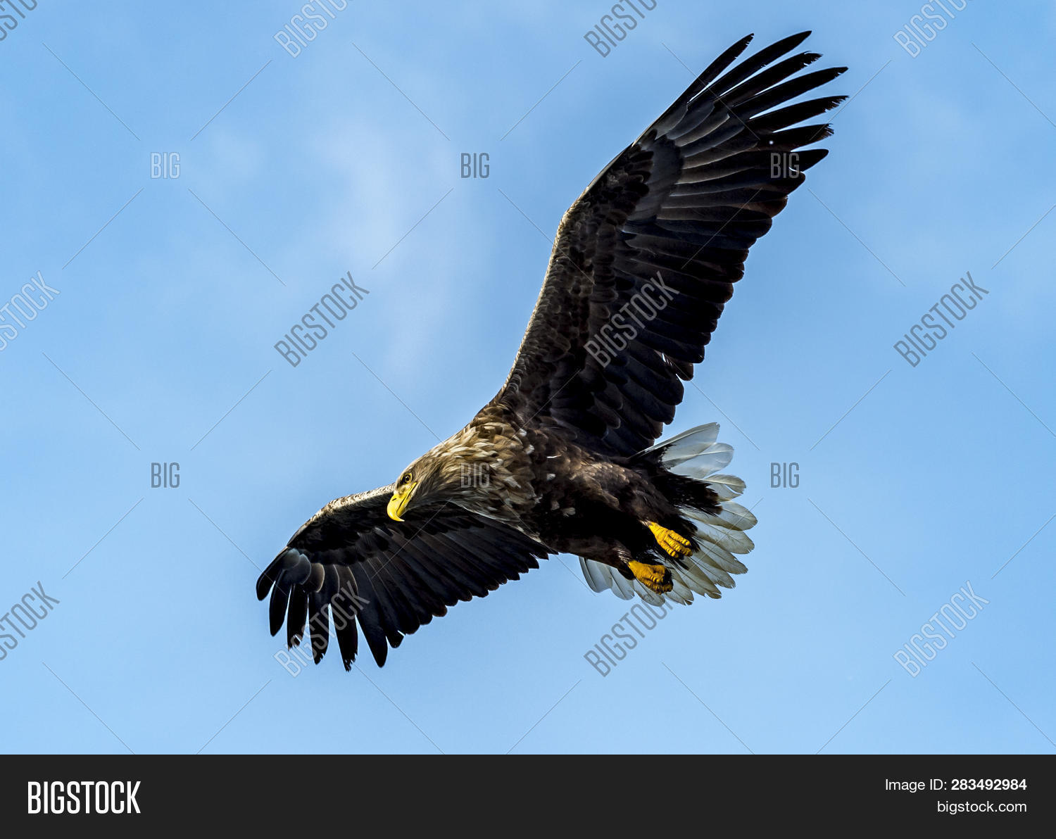 Flying Predatory Image & Photo (Free Trial) | Bigstock