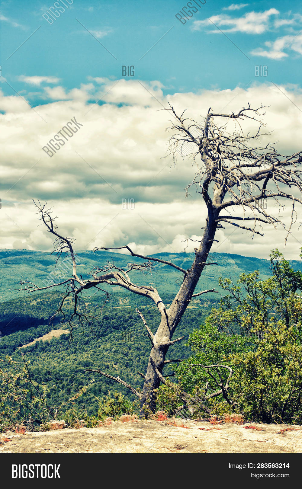 Big Dead Tree Branch Image & Photo (Free Trial) | Bigstock