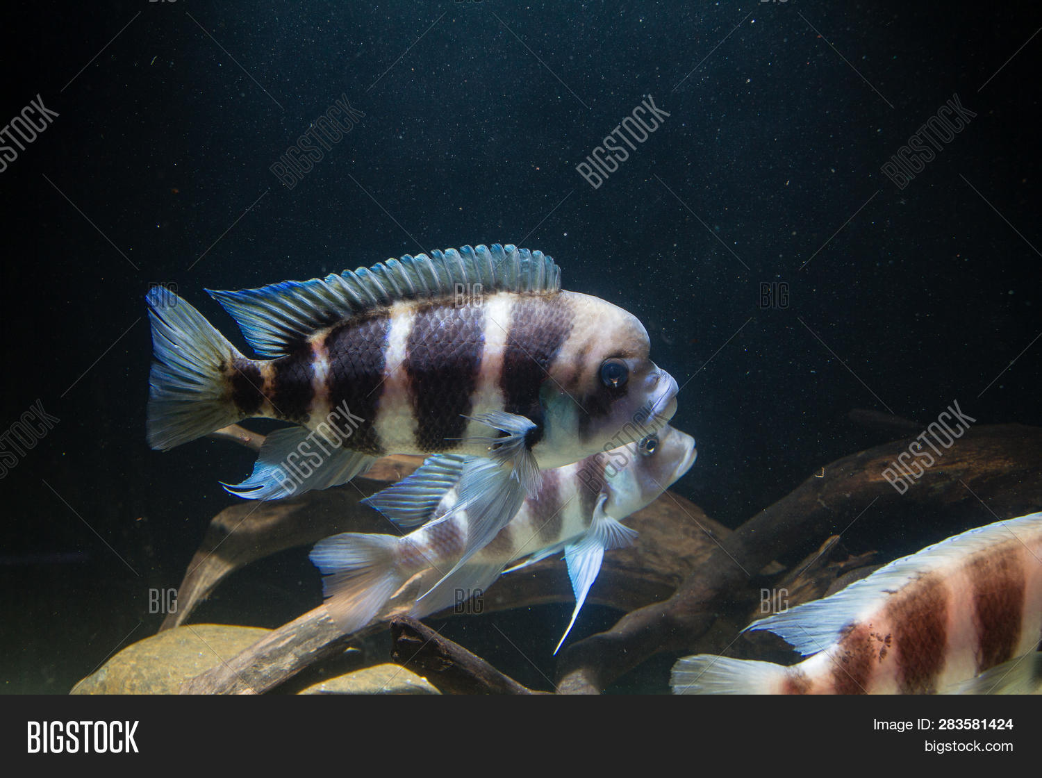 Frontosa Cichlid( Image & Photo (Free Trial) | Bigstock