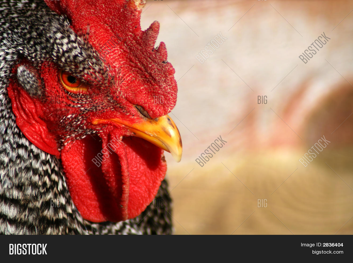 Barred Rock Rooster 5 Image & Photo (Free Trial) | Bigstock