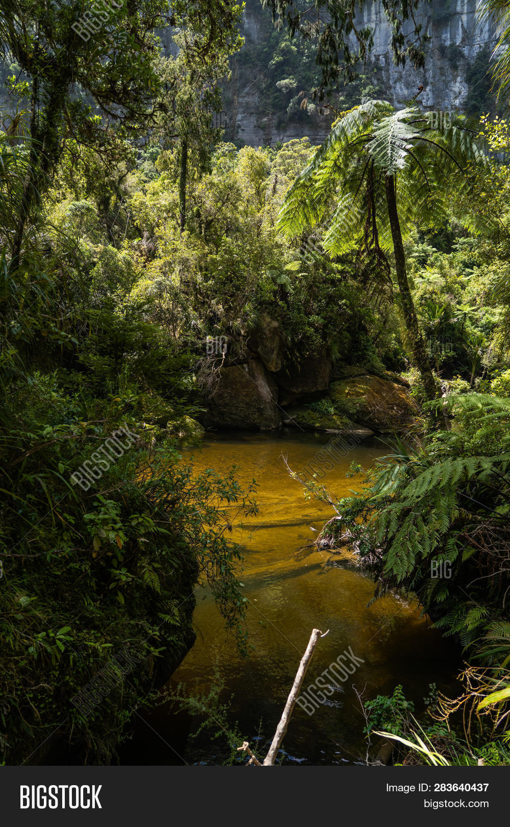 Pororari River Track, Image & Photo (Free Trial) | Bigstock