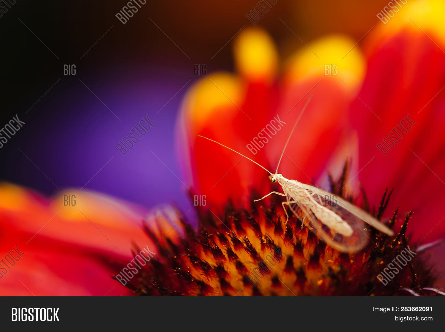 Amazing Small Flying Image & Photo (Free Trial) | Bigstock