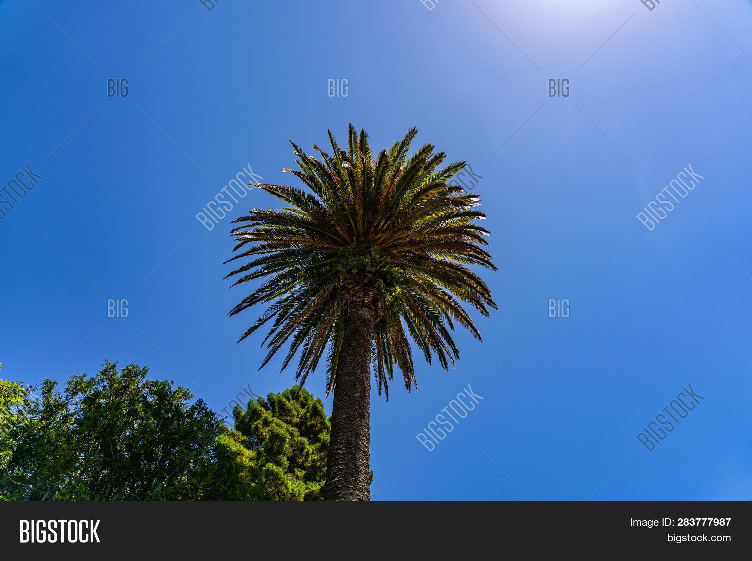 Palm Trees New Zealand Image & Photo (Free Trial) | Bigstock