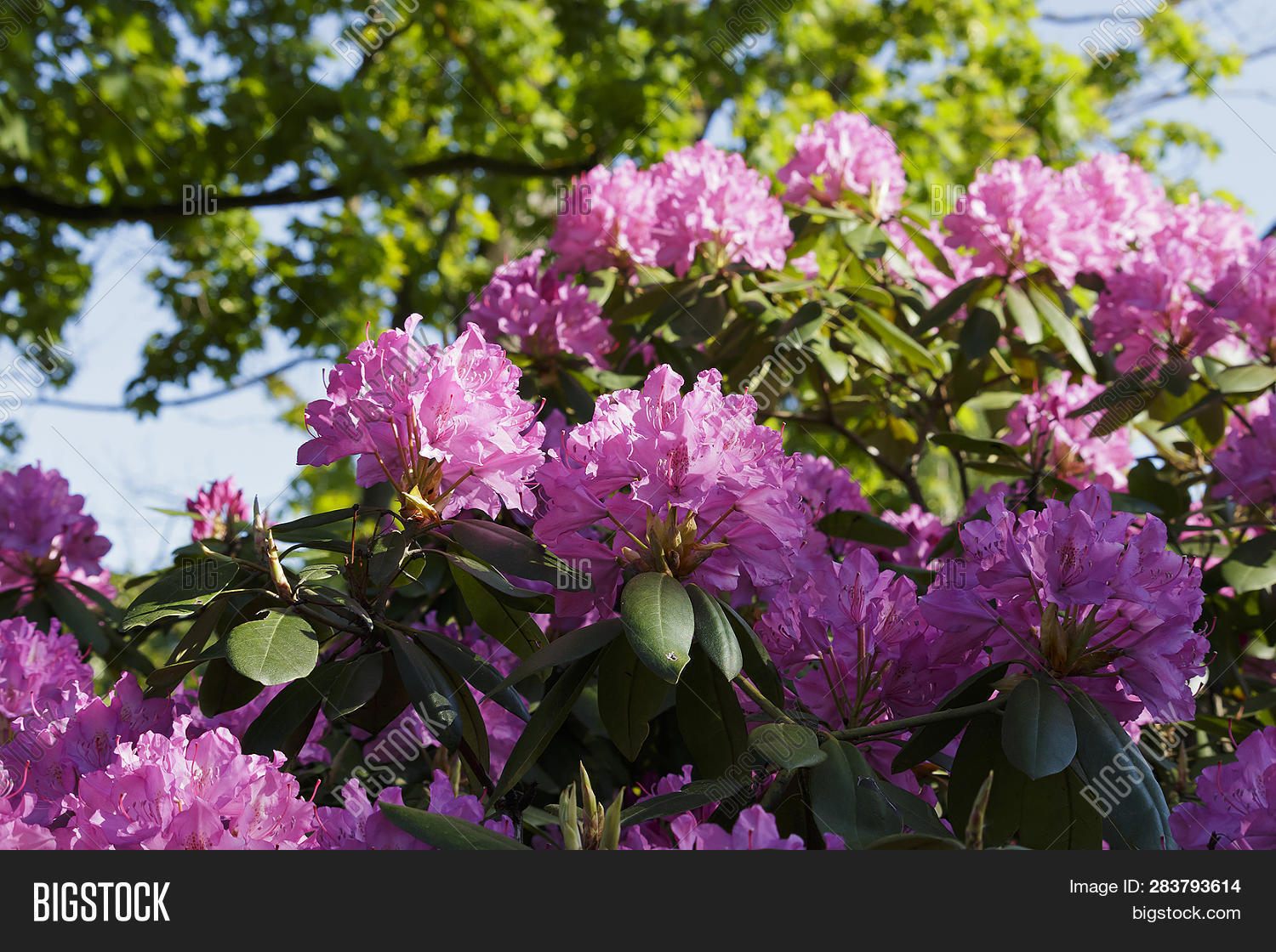 Big Azalea Image & Photo (Free Trial) | Bigstock