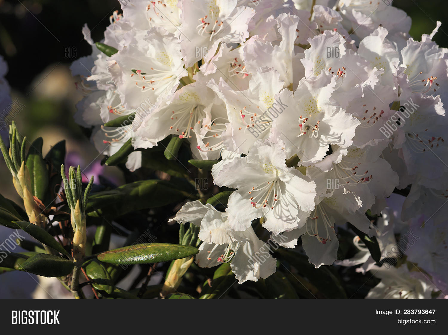 Big Azalea Image & Photo (Free Trial) | Bigstock