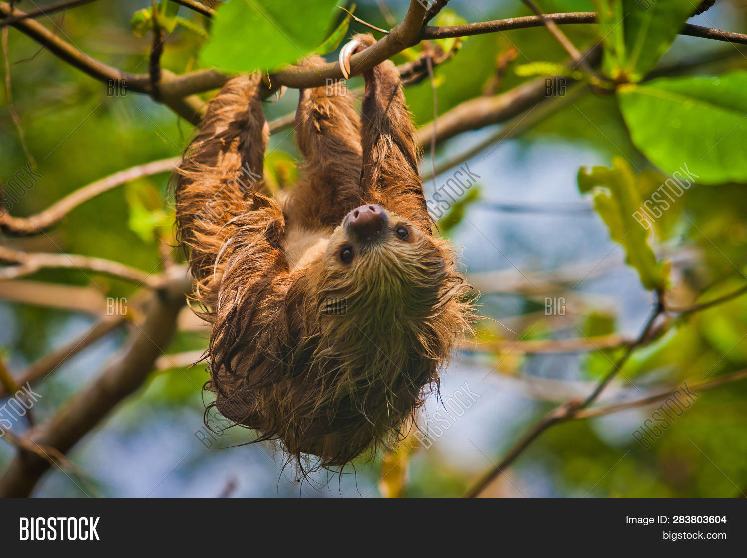 Slow Sloth Chilling On Image & Photo (Free Trial) | Bigstock