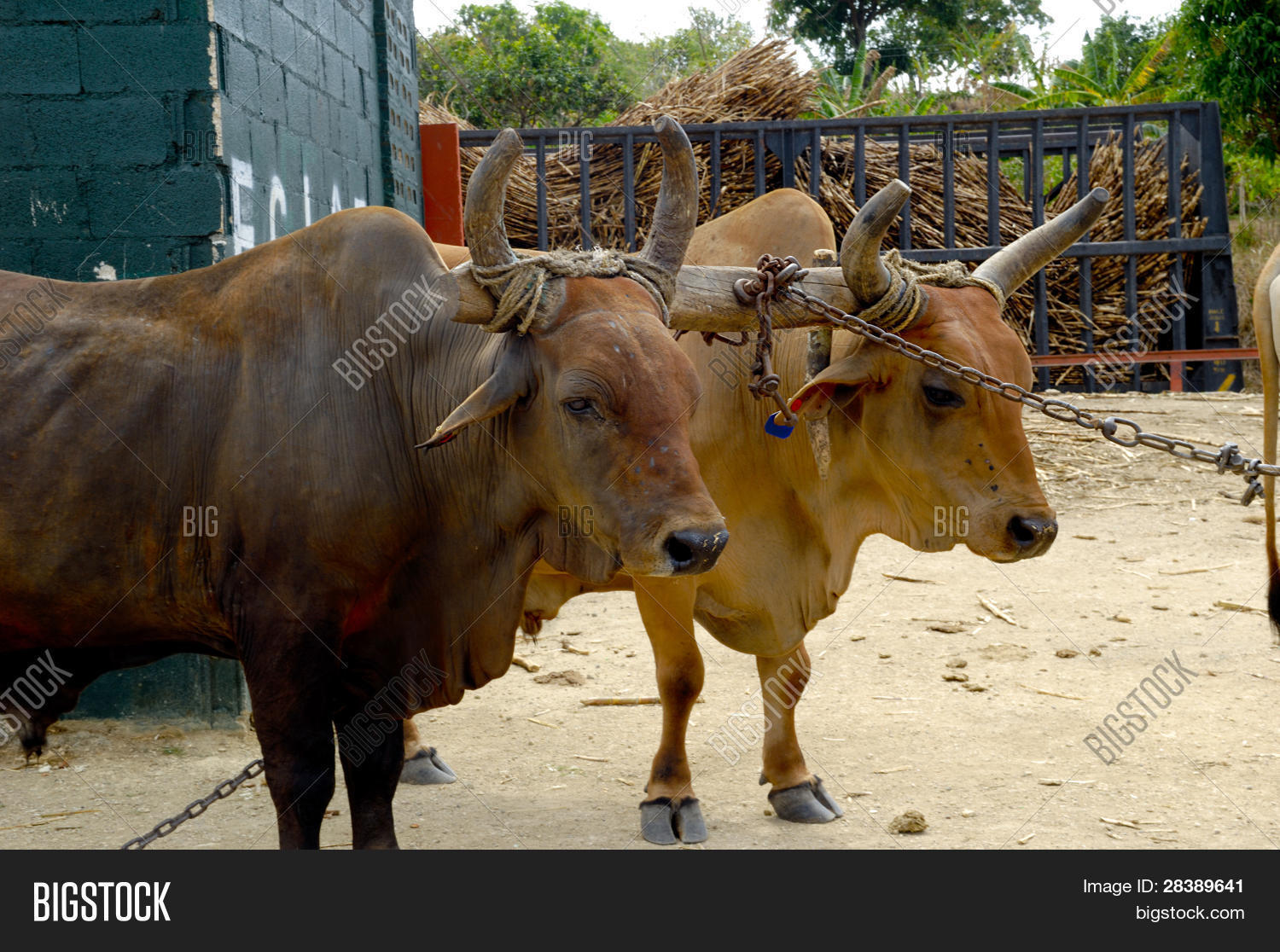 Oxes Working Sugar Image & Photo (Free Trial) | Bigstock
