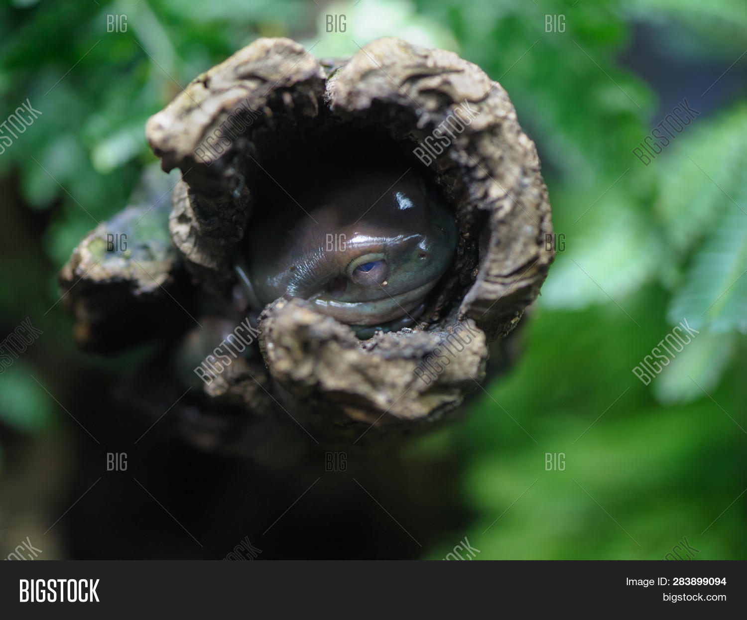 White's Tree Frog. Image & Photo (Free Trial) | Bigstock