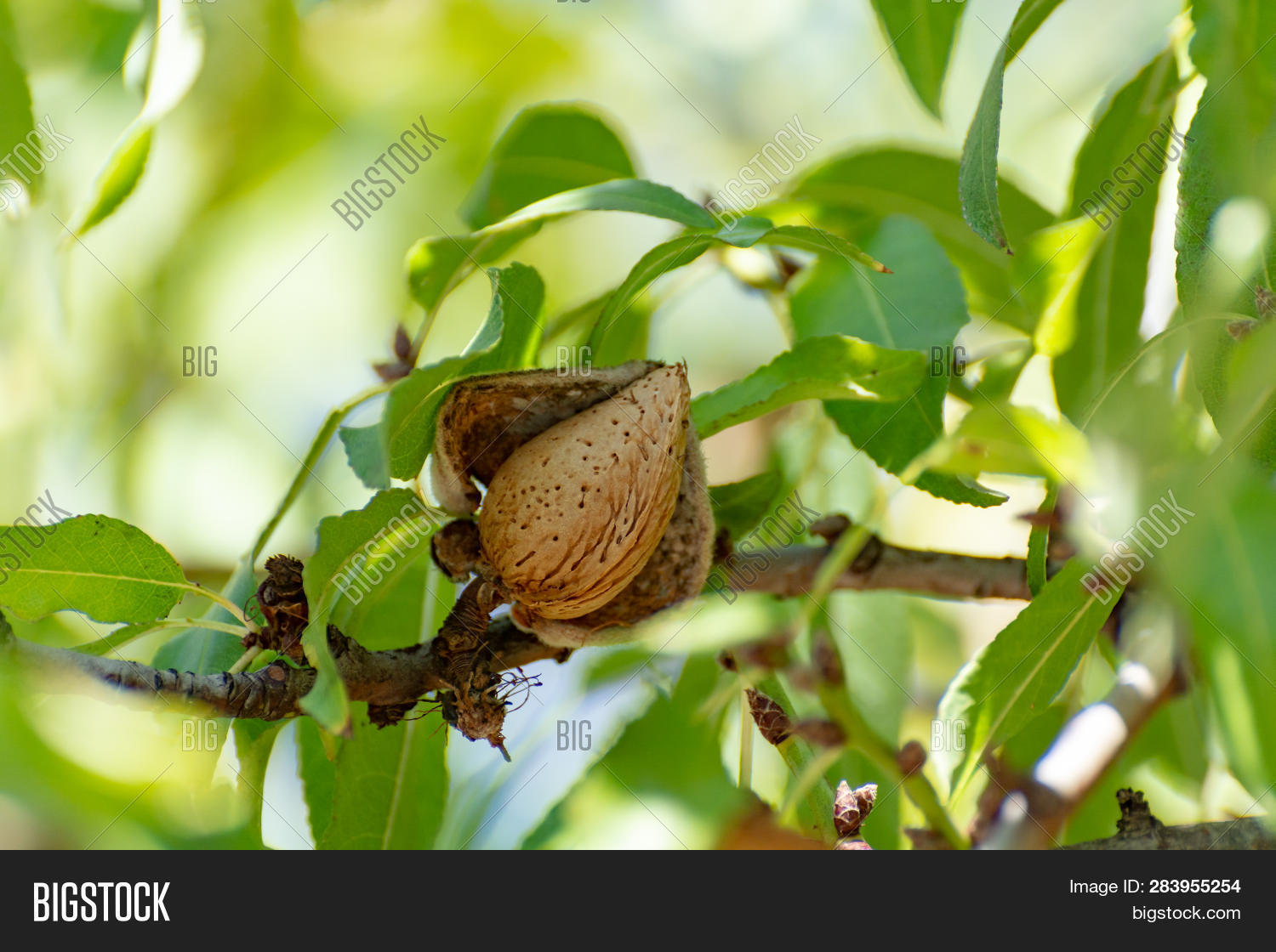 Ripe Almond Nuts Shell Image & Photo (Free Trial) | Bigstock