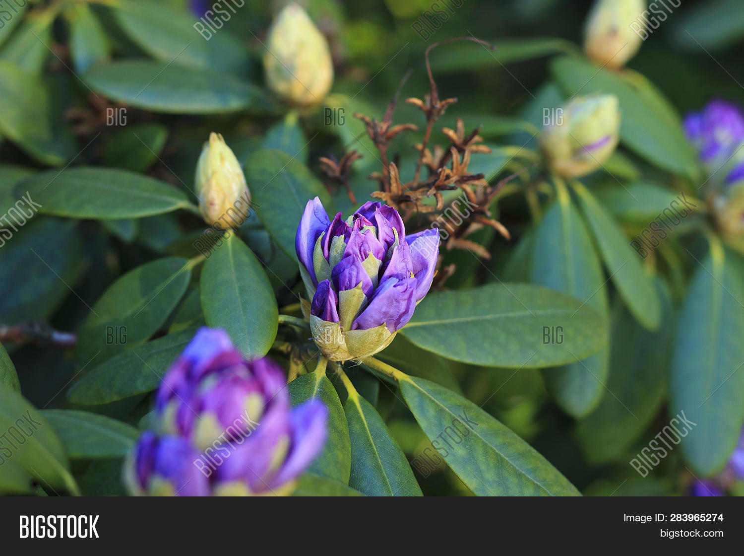 Big Azalea Image & Photo (Free Trial) | Bigstock