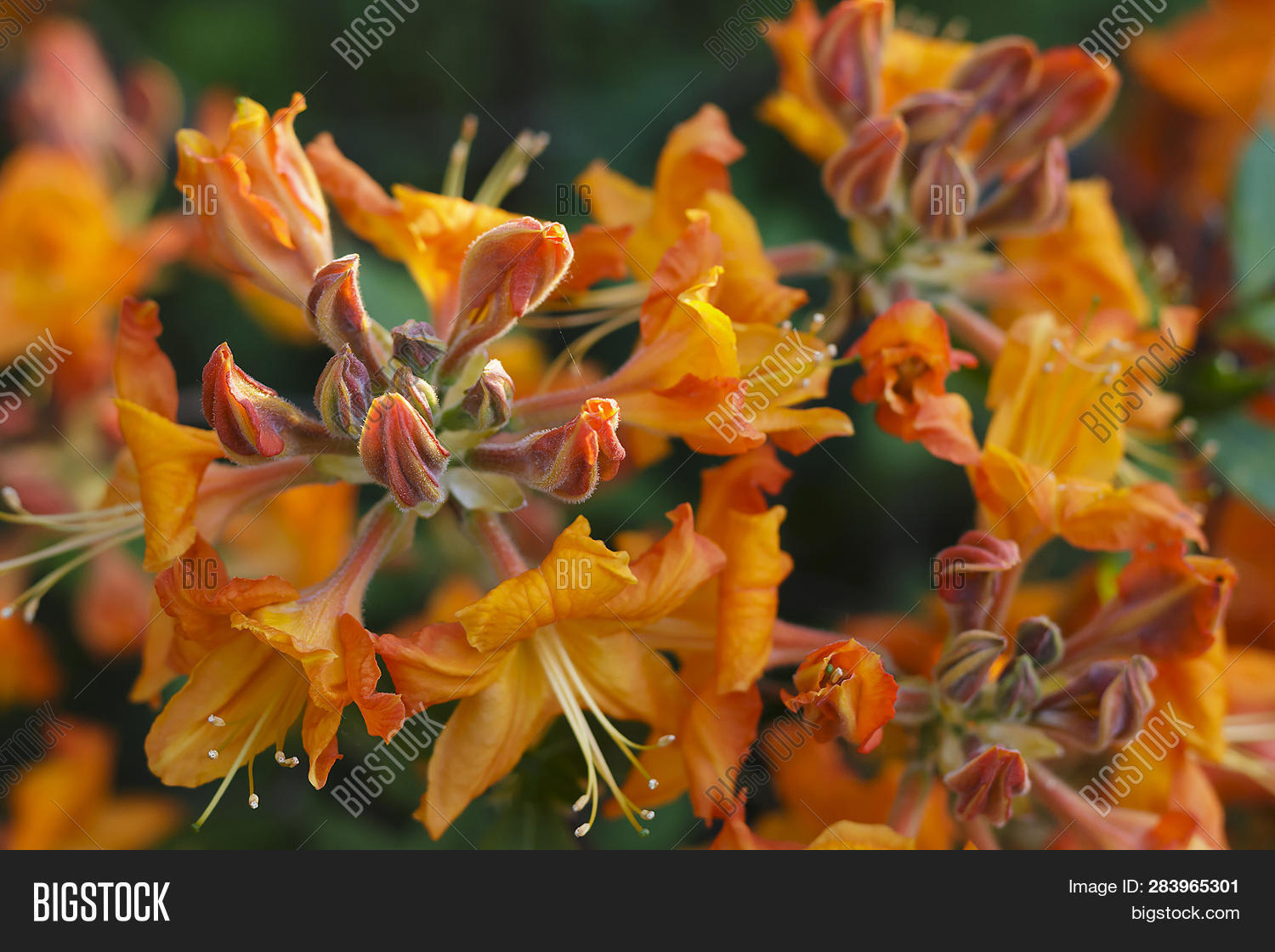 Big Azalea Image & Photo (Free Trial) | Bigstock