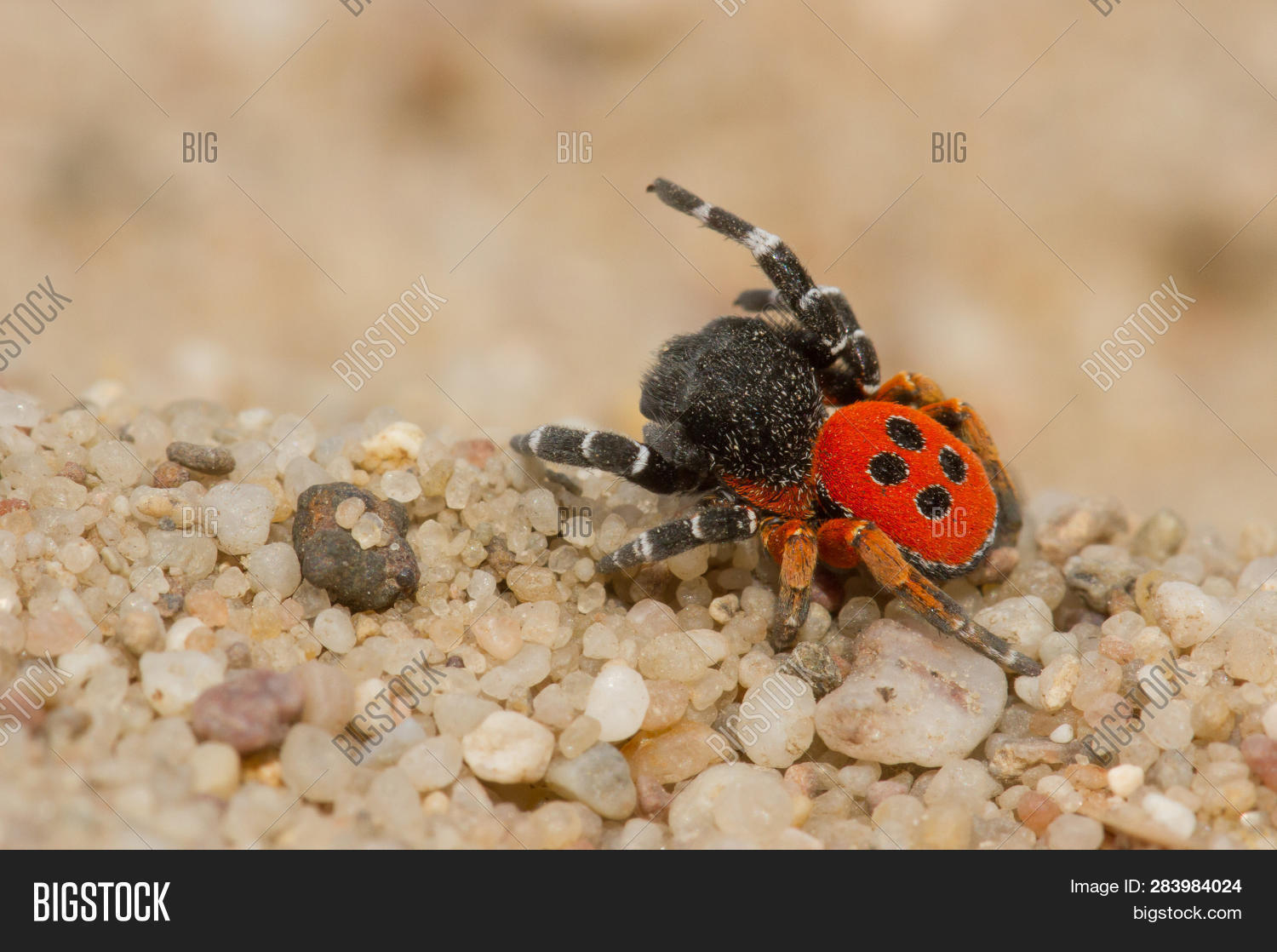 Ladybird Spider Eresus Image & Photo (Free Trial) | Bigstock